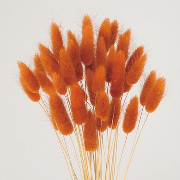 【商品詳細】【商品名】東北花材/ラグラス【入数】約15g【サイズ】約40cmL【注意】※ご使用のＰＣ環境により、実物の色目と差異がある場合もあります。※生花由来の商品のため、商品ごとに色・サイズ・状態等に個体差がございます。そのため、入荷に...