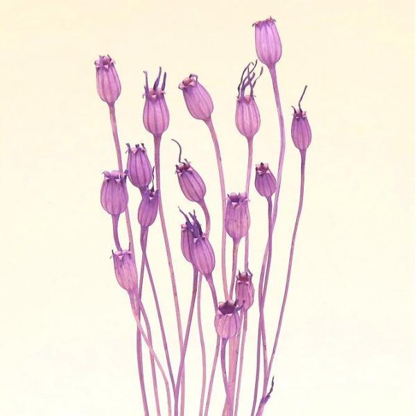 【商品詳細】【商品名】東北花材/フローレンシア【入数】約20ｇ【サイズ】約40-50cmL【注意】※ご使用のＰＣ環境により、実物の色目と差異がある場合もあります。※生花由来の商品のため、商品ごとに色・サイズ・状態等に個体差がございます。その...