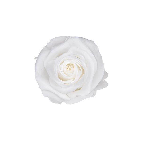 【商品詳細】【商品名】フロールエバー/スタンダードローズ【サイズ】花径:約4.5-6cm【入数】1箱（約6輪）【注意】※ご使用のＰＣ環境により、実物の色目と差異がある場合もあります。※生花由来の商品のため、商品ごとに色・サイズ・状態等に個体...