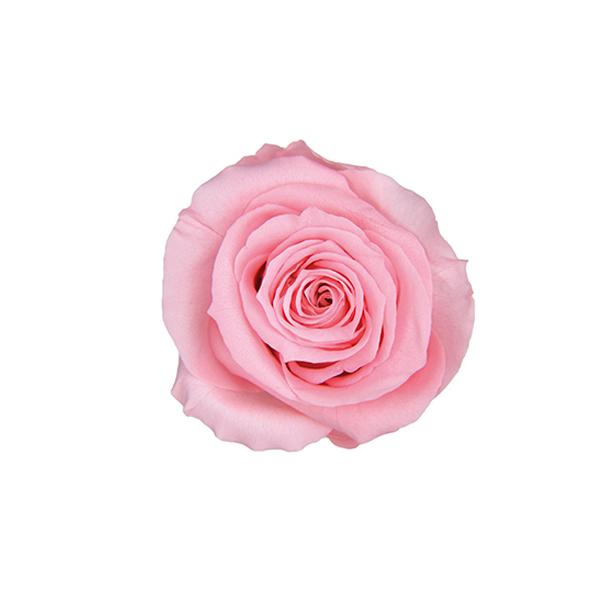 【商品詳細】【商品名】フロールエバー/メディアナローズ【サイズ】花径:約4-5cm花丈:約4-4.5cm【入数】1箱（約8輪）【注意】※ご使用のＰＣ環境により、実物の色目と差異がある場合もあります。※生花由来の商品のため、商品ごとに色・サイ...