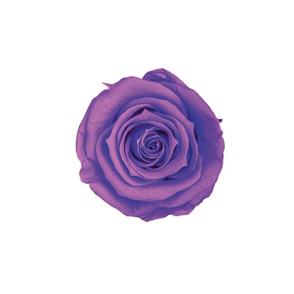 【商品詳細】【商品名】フロールエバー/メディアナローズ【サイズ】花径:約4-5cm花丈:約4-4.5cm【入数】1箱（約8輪）【注意】※ご使用のＰＣ環境により、実物の色目と差異がある場合もあります。※生花由来の商品のため、商品ごとに色・サイ...