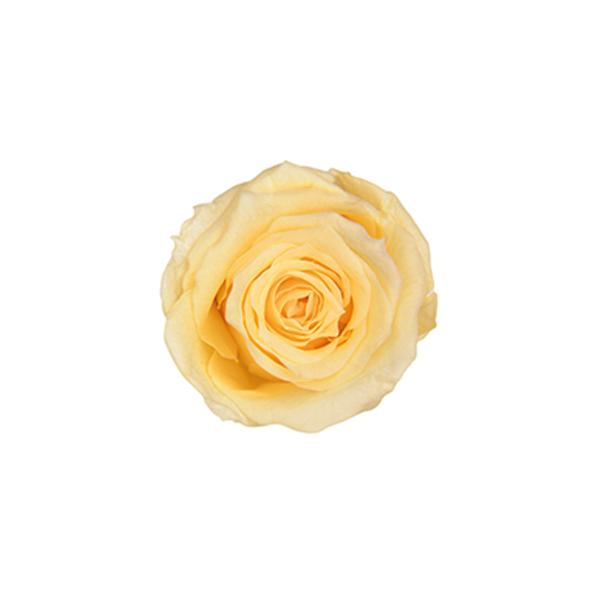 【商品詳細】【商品名】フロールエバー/ベイビーローズ【サイズ】花径:約2.5-3.5cm花丈:約2.6-3.2cm【入数】1箱（約12輪）【注意】※ご使用のＰＣ環境により、実物の色目と差異がある場合もあります。※生花由来の商品のため、商品ご...