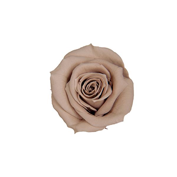 【商品詳細】【商品名】フロールエバー/スプレーローズ【サイズ】花径:約3.5-4.5cm花丈:約3-4cm【入数】1箱（約8輪）【注意】※ご使用のＰＣ環境により、実物の色目と差異がある場合もあります。※生花由来の商品のため、商品ごとに色・サ...