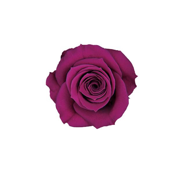 【商品詳細】【商品名】フロールエバー/スプレーローズ【サイズ】花径:約3.5-4.5cm花丈:約3-4cm【入数】1箱（約8輪）【注意】※ご使用のＰＣ環境により、実物の色目と差異がある場合もあります。※生花由来の商品のため、商品ごとに色・サ...