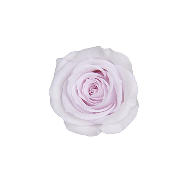 【商品詳細】【商品名】フロールエバー/スプレーローズ【サイズ】花径:約3.5-4.5cm花丈:約3-4cm【入数】1箱（約8輪）【注意】※ご使用のＰＣ環境により、実物の色目と差異がある場合もあります。※生花由来の商品のため、商品ごとに色・サ...