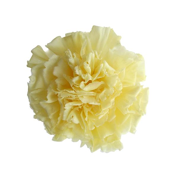 【商品詳細】【商品名】フロールエバー/ミニカーネーション【サイズ】花径:約3cm【入数】1箱（約12輪）【注意】※ご使用のＰＣ環境により、実物の色目と差異がある場合もあります。※生花由来の商品のため、商品ごとに色・サイズ・状態等に個体差がご...
