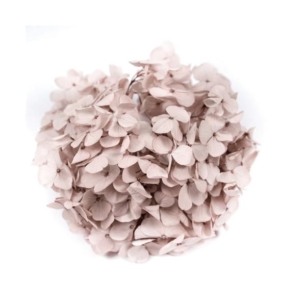 【商品詳細】【商品名】フロールエバー/アンデスアジサイ【入数】1箱（約20g）【注意】※ご使用のＰＣ環境により、実物の色目と差異がある場合もあります。※生花由来の商品のため、商品ごとに色・サイズ・状態等に個体差がございます。そのため、入荷に...