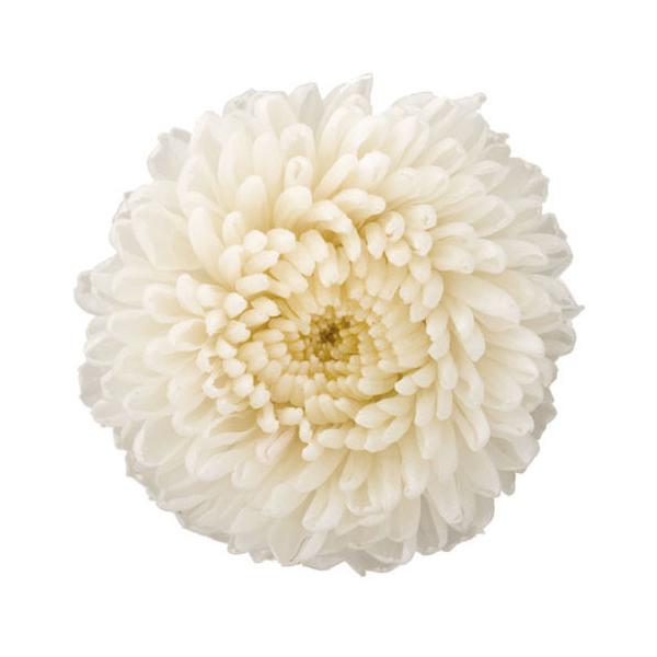 【商品詳細】【商品名】フロールエバー/ポンポンマム【サイズ】花径約2.5?3cm花丈約3.3?4.5cm【入数】1箱（約8輪）【注意】※ご使用のＰＣ環境により、実物の色目と差異がある場合もあります。※生花由来の商品のため、商品ごとに色・サイ...