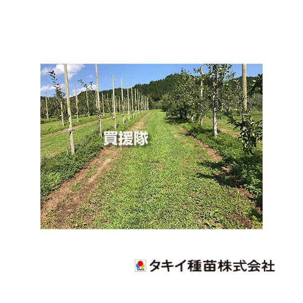 納期について：【取寄】通常3〜5日の発送予定(土日祝除く)草刈作業の省力化、雑草抑制、乾燥・地温上昇防止冷涼地の果樹園下草に適したミックス！！■特性早期に地表面を被覆し、雑草抑制、土壌の乾燥や地温上昇を抑える草丈の低い品種の混合で、草刈り作...
