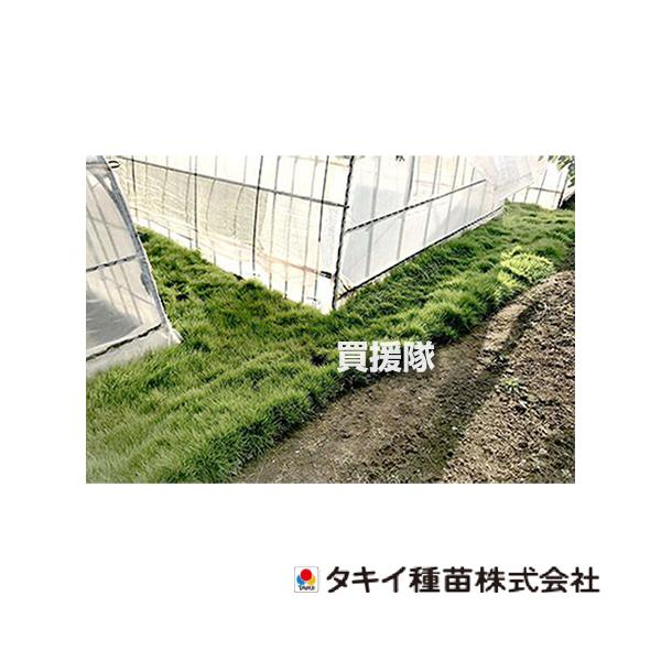 納期について：【取寄】通常3〜5日の発送予定(土日祝除く)耐暑性に優れる！ルートマットをつくりにくい！地上ほふく茎を有し、被覆密度が高い。雑草が侵入しにくい！比較的耐暑性に優れ、夏場でも密度を維持。流通品種中トップクラス ！各種病害の抵抗性...