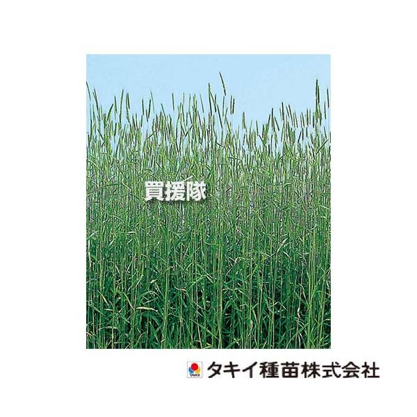 納期について：【取寄】通常3〜5日の発送予定(土日祝除く)低温条件下でも発芽・生育できる！■特性他のえん麦やらい麦に比べて発芽が早く、初期生育も旺盛。短期間の緑肥栽培に好適。密な繊維根を有し、土壌の団粒化を促進する。根こぶ病菌の密度抑制効果...