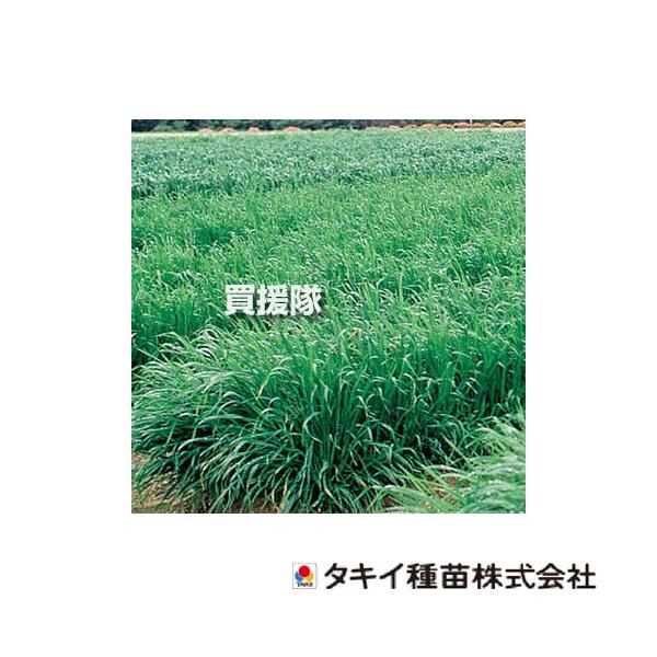 納期について：【取寄】通常3〜5日の発送予定(土日祝除く)キスジノミハムシやキタネグサレセンチュウの密度抑制！【特性】ダイコンなどの前作として栽培することにより、キスジノミハムシの密度を抑制する。連作障害などにより発生する、根菜類のキタネグ...