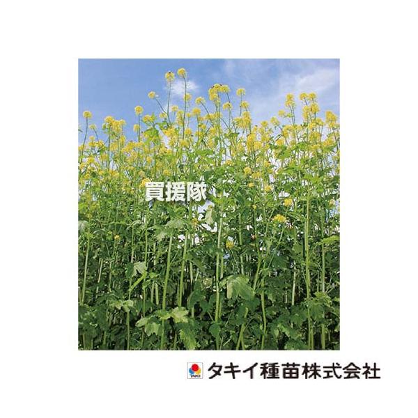 納期について：【取寄】通常3〜5日の発送予定(土日祝除く)生物くん蒸作物としても注目！■特性初期生育が早く、短期間で高収量が得られる。花は黄色で、開花期の草丈は１ｍ以上になる。耐倒伏性が強い。生物くん蒸作物として利用した場合、トマト青枯病、...