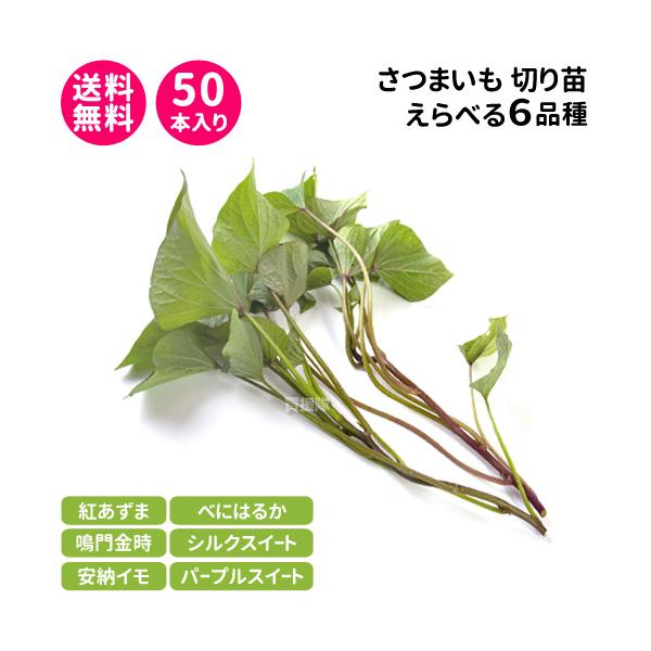 納期について：予約販売中■仕様メーカー:はなちゃん農園品名:さつまいも苗選べる6品種:紅あずま、鳴門金時、安納イモ、べにはるか、シルクスイート、パープルスイート産地:福岡県 はなちゃん農園産産年:令和8年産 (2026年産)入り数:1束10...