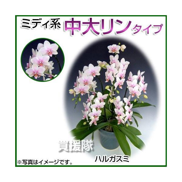納期について：メーカー直送品(代引き不可)(※1週間以上余裕を見てご注文ください)贈り物やプレゼントなどにおすすめ■仕様商品名:ミディ系 中大リン系タイプ 7本立ち 鉢サイズ:9号種類・カラー:ハルガスミ【オプション】:・シングルラッピング...