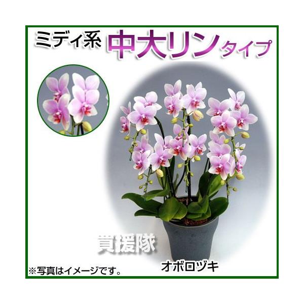 納期について：メーカー直送品(代引き不可)(※1週間以上余裕を見てご注文ください)贈り物やプレゼントなどにおすすめ■仕様商品名:ミディ系 中大リン系タイプ 6本立ち 鉢サイズ:7号種類・カラー:オボロヅキ【オプション】:・シングルラッピング...