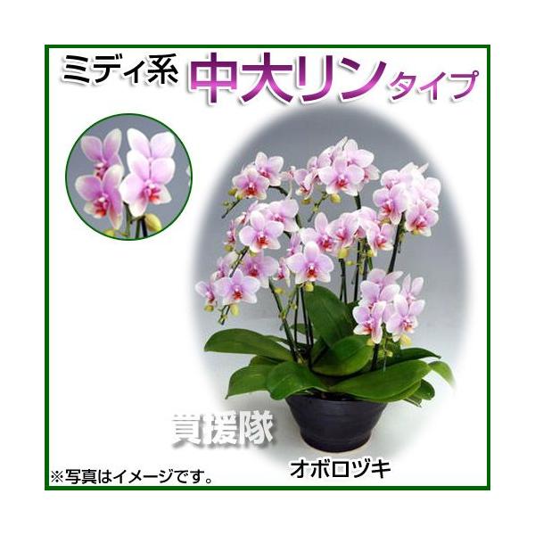納期について：メーカー直送品(代引き不可)(※1週間以上余裕を見てご注文ください)贈り物やプレゼントなどにおすすめ■仕様商品名:ミディ系 中大リン系タイプ 7本立ち 鉢サイズ:9号種類・カラー:オボロヅキ【オプション】:・シングルラッピング...