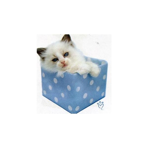 プレゼントに最適♪長く使える丈夫な長傘 強風に強く壊れにくい 高品質グラスファイバー ワンタッチ式 ジャンプ式【ラッピング無料】ギフトにも人気！キャット（88-L）猫 傘 65cm 直径110cm レディース メンズ 男女兼用 雨傘 かわい...