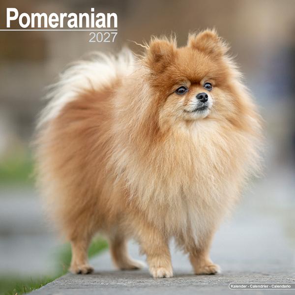 ポメラニアン 犬種別 2027 輸入カレンダー Avonsideサイズ:12インチ×12インチ      約30.5cm×30.5cm      使用時：約30.5cm×61.0cm種類:    イギリス エーボンサイドAvonside P...
