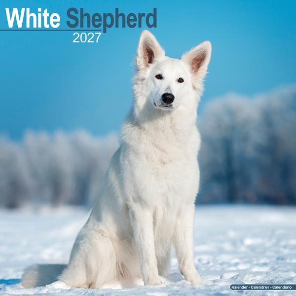 ホワイト シェパード 2027年 犬種別 輸入カレンダー Avonsideサイズ:12インチ×12インチ      約30.5cm×30.5cm      使用時：約30.5cm×61.0cm種類:    イギリス エーボンサイドAvons...