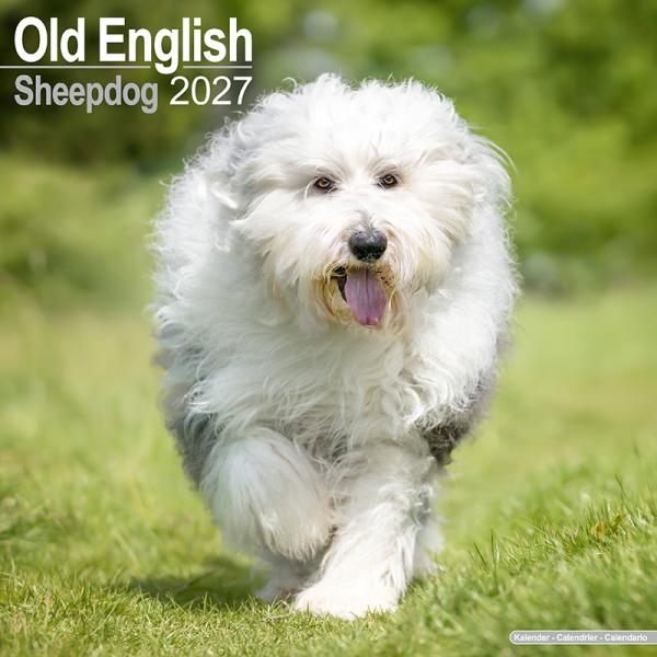オールド・イングリッシュ・シープドッグ 犬種別 輸入カレンダー Avonsideサイズ:12インチ×12インチ      約30.5cm×30.5cm      使用時：約30.5cm×61.0cm種類:    イギリス エーボンサイドAv...