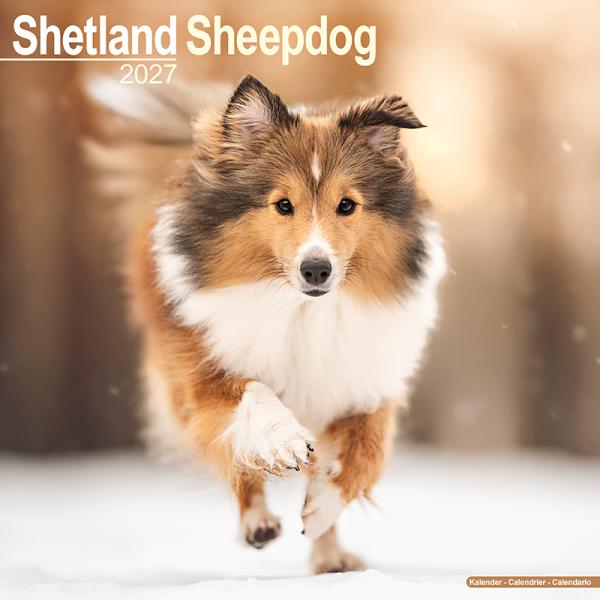 シェトランド シープドッグ 犬種別 2027 輸入カレンダー Avonsideサイズ:12インチ×12インチ      約30.5cm×30.5cm      使用時：約30.5cm×61.0cm種類:    イギリス エーボンサイドAvo...