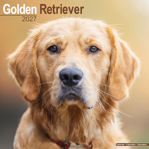 ゴールデン レトリーバー 2027年 犬種別 輸入カレンダー Avonsideサイズ:12インチ×12インチ      約30.5cm×30.5cm      使用時：約30.5cm×61.0cm種類:    イギリス エーボンサイドAvo...