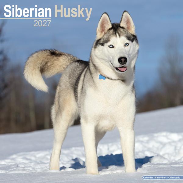 シベリアン ハスキー 犬種別 2027 輸入カレンダー Avonsideサイズ:12インチ×12インチ      約30.5cm×30.5cm      使用時：約30.5cm×61.0cm種類:    イギリス エーボンサイドAvonsi...