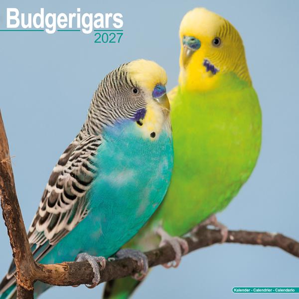 セキセイインコ 動物別 2027 輸入カレンダー Avonsideサイズ:12インチ×12インチ      約30.5cm×30.5cm      使用時：約30.5cm×61.0cm種類:    イギリス エーボンサイドAvonside ...
