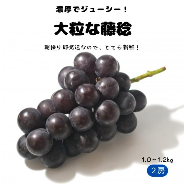 【発売日：2026年09月11日】本商品は予約販売です。商品は2026年9月に順次発送する予定です。青森の昼夜の寒暖差を利用して、根域制限栽培や自動灌水により、しっかりと栄養を取りこんで大粒で濃厚、とてもジューシーな種無し藤稔（ふじみのり）...