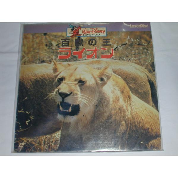 （ＬＤ：レーザーディスク）百獣の王 ライオン [二ヵ国語] 【中古】ウォルト・ディズニーこれはサバンナに生きる動物たちの、生活の歌になっている。ＣＬＶ２面７２分収録・カラー・BILINGUAL（二ヵ国語）販売元：パイオニア（株）コンディショ...