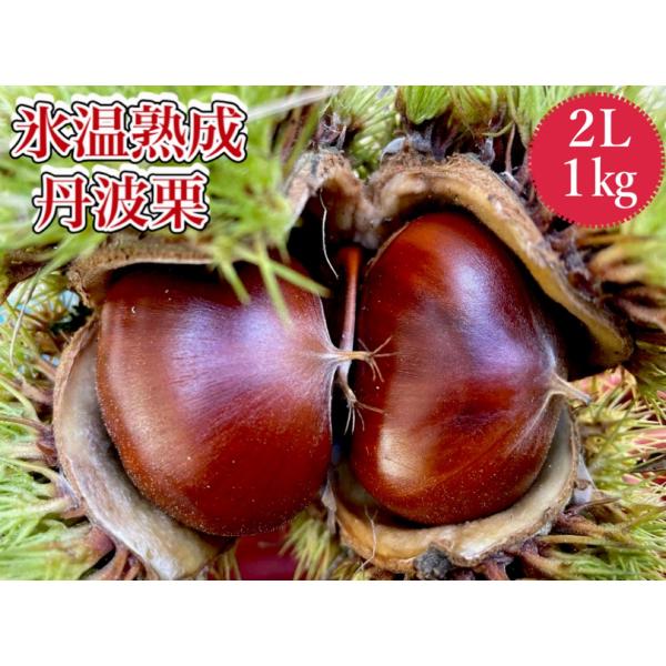 兵庫県丹波市産の丹波栗　2Lサイズ　1kg（1000g×1袋）になります。収穫日から３〜５週間０℃前後で貯蔵、熟成させました「氷温熟成丹波栗」です。氷温熟成によりデンプンが糖化し、甘さが格段にアップしています。ぜひご賞味ください。希少な無農...