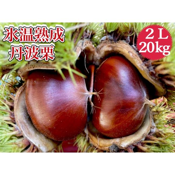 兵庫県丹波市産の丹波栗　2Lサイズ　20kgになります。収穫日から３〜５週間０℃前後で貯蔵、熟成させました「氷温熟成丹波栗」です。氷温熟成によりデンプンが糖化し、甘さが格段にアップしています。ぜひご賞味ください。希少な無農薬・有機質肥料栽培...
