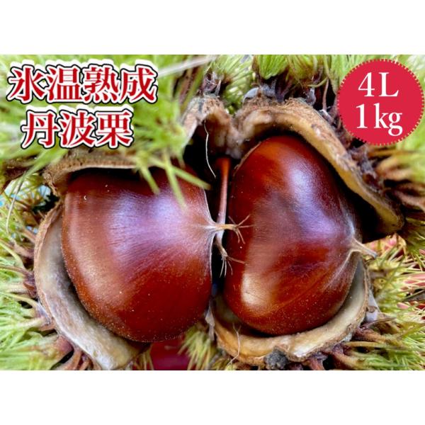 兵庫県丹波市産の丹波栗　４Lサイズ　1kg（1000g×1袋）になります。収穫日から３〜５週間０℃前後で貯蔵、熟成させました「氷温熟成丹波栗」です。氷温熟成によりデンプンが糖化し、甘さが格段にアップしています。ぜひご賞味ください。希少な無農...