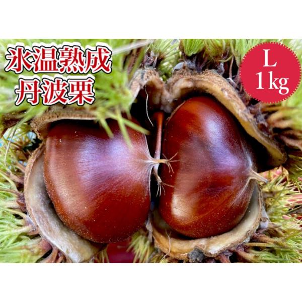 兵庫県丹波市産の丹波栗　Lサイズ　1kg（1000g×1袋）になります。収穫日から３〜５週間０℃前後で貯蔵、熟成させました「氷温熟成丹波栗」です。氷温熟成によりデンプンが糖化し、甘さが格段にアップしています。ぜひご賞味ください。希少な無農薬...