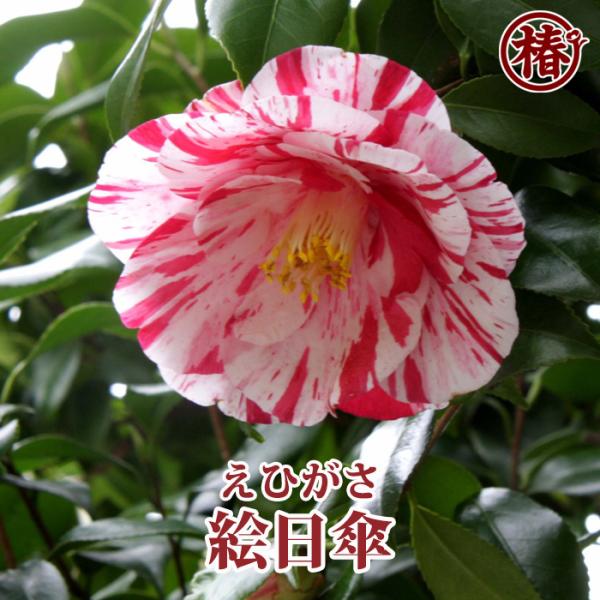 【品種名】絵日傘・えひがさ【商品規格・サイズ】挿木15cmポット（5号鉢）開花見込み中苗【花色】白地に濃紅大小縦絞【花形】八重咲き【花径・花サイズ】中〜大輪・7cm〜10cm【開花時期】2月〜4月【特徴・魅力】傘状に広がる花弁と白地を基調と...