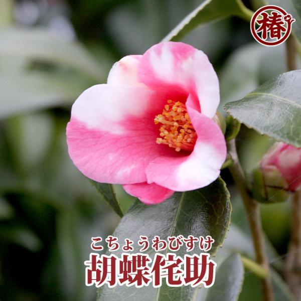 【品種名】胡蝶侘助・こちょうわびすけ（別名：胡蝶絞侘助・こちょうしぼりわびすけ）【商品規格・サイズ】挿木15cmポット（5号鉢）開花見込み中苗【花色】桃紅地白斑入り【花形】一重猪口（ちょこ・ちょく）咲き【花径・花サイズ】極小輪・2cm〜3c...