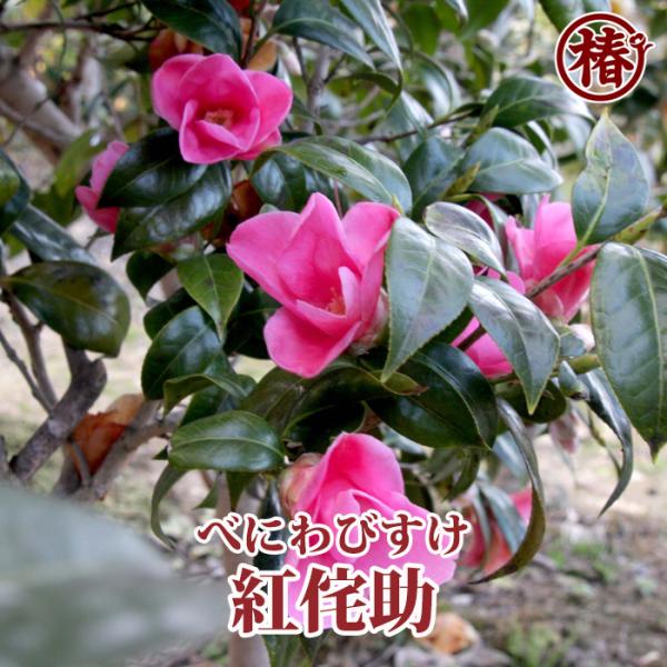 【品種名】紅侘助・べにわびすけ【商品規格・サイズ】挿木15cmポット（5号鉢）開花見込み中苗【花色】濃桃色〜紅色【花形】一重猪口（ちょこ・ちょく）咲き【花径・花サイズ】小輪・3cm〜4cm【開花時期】12月〜3月【特徴・魅力】朱紅色〜紅色の...