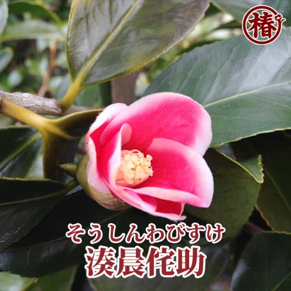 【品種名】湊晨侘助・そうしんわびすけ【商品規格・サイズ】挿木15cmポット（5号鉢）開花見込み中苗【花色】桃紅地に白覆輪【花形】一重猪口（ちょこ・ちょく）咲き【花径・花サイズ】極小輪・3cm〜4cm【開花時期】11月〜3月【特徴・魅力】桃紅...