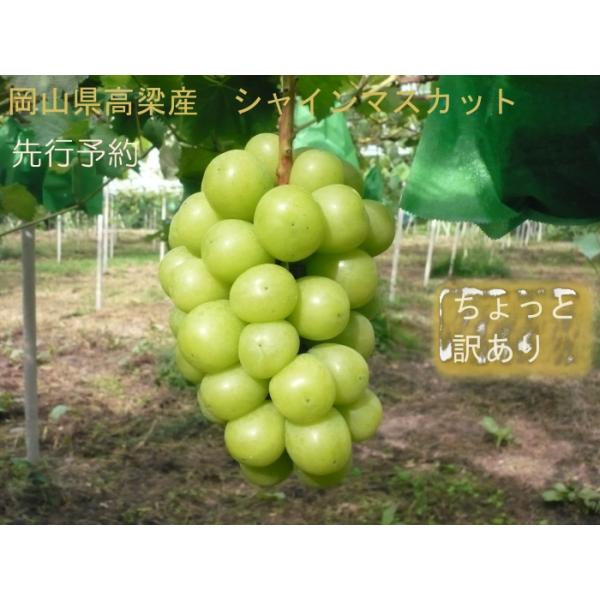 【発売日：2026年10月07日】【予約】岡山県産 農家直送 シャインマスカットご家庭用   ちょっと訳あり 4kg満杯づめ