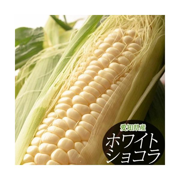 柔らかな口当たり、シャキシャキした食感で抜群の甘さが特徴の「ホワイトショコラ」です。「JA愛知みなみ」がある「渥美半島」は３方を海に囲まれ、日本トップクラスの日照時間を誇ります。そして・・◇鮮度抜群の「朝どり」◇最新鋭の「真空予令機」で鮮度...