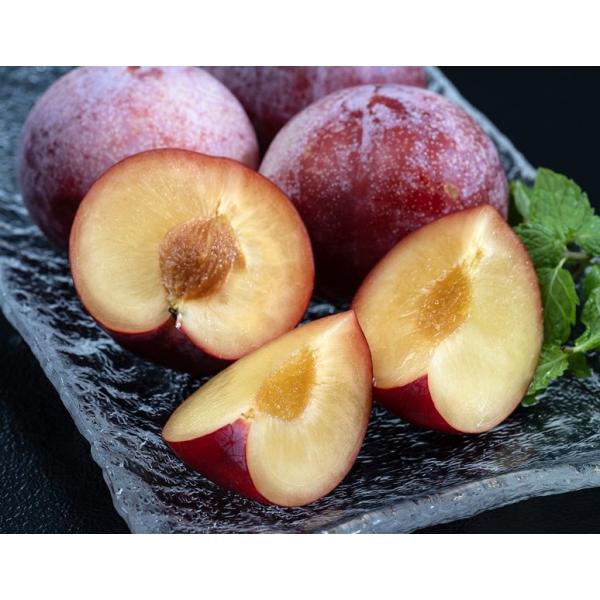 【マーキュリー】果皮は熟度によって緑黄色から濃い紅色に変わり、果肉は淡い黄色をしています。円形で大きさは150g〜200gほど。酸味は少なく、果汁が多くて食味に優れたすももです。産地の気候との相性が良く、今後出荷量の増加が見込まれています。...