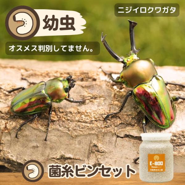 ※オス、メスの判別はしておりません。到着後、すぐに飼育が可能です！エサ（菌糸ビン）付きとなります。※お届けまでに加令してしまう場合もございます。ニジイロクワガタ幼虫産地:クイーンズランド産累代:CB割り出し時期：2025年9月〜10月※到着...