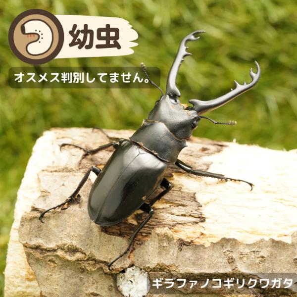 ※オス、メスの判別はしておりません。※お届けまでに加令してしまう場合もございます。ギラファノコギリクワガタ幼虫産地：インドネシア・ジャワ島産累代：WF1割り出し時期：2025年8月〜9月※到着後、3日後までの死着補償をさせて頂きますのでどう...