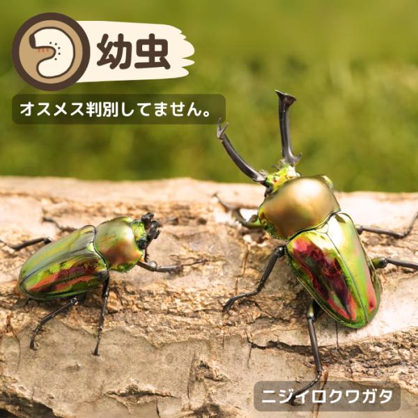 ※お届けまでに加令してしまう場合もございます。※オス、メスの判別はしておりません。ニジイロクワガタ幼虫産地:クイーンズランド産累代:CB割り出し時期：2025年9月〜10月※到着後、3日後までの死着補償をさせて頂きますのでどうぞ宜しくお願申...