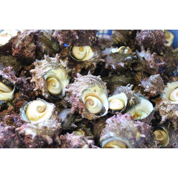 長崎県対馬近海で獲れた活サザエを直送いたします。日本と韓国の中間に位置する対馬は対馬海流によって豊富な海産物に恵まれております。速い潮流の瀬（岩場）で成長する対馬近海のサザエは身が締まります。＜サザエのサイズについて＞サザエ１個あたり150...