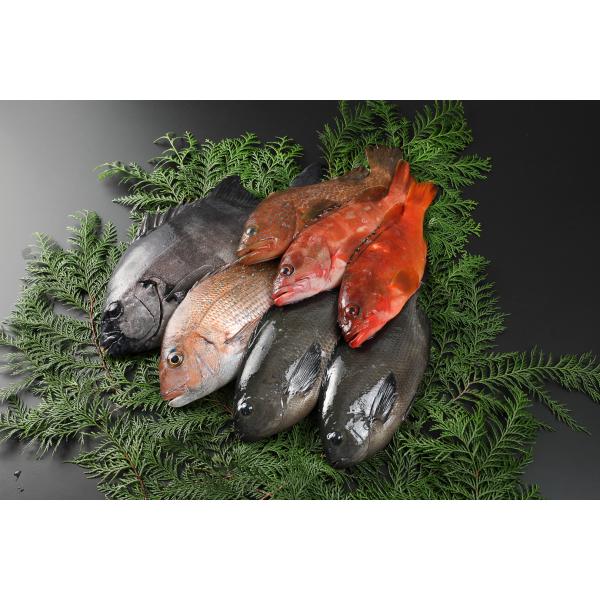 対馬で水揚げされた鮮魚介類をセットにしてお届けします。早朝、漁師さんより水揚げされた魚介類のみを使用します。市場に運ばれる前にお客様にお届けする魚介類を押さえますので鮮度は抜群です。１セットあたり4〜5種類使用し総重量5 kg前後です。刺身...