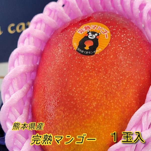 熊本の温暖な気候で作られるマンゴーは完熟の瞬間を逃さないように果実をネットで包み、完熟になると自然とネットに落果します。一つ一つ手間暇かけて育てられています。熊本マンゴーはとっても甘く美味しいので是非ご賞味ください。【ご注文前にご注意事項を...