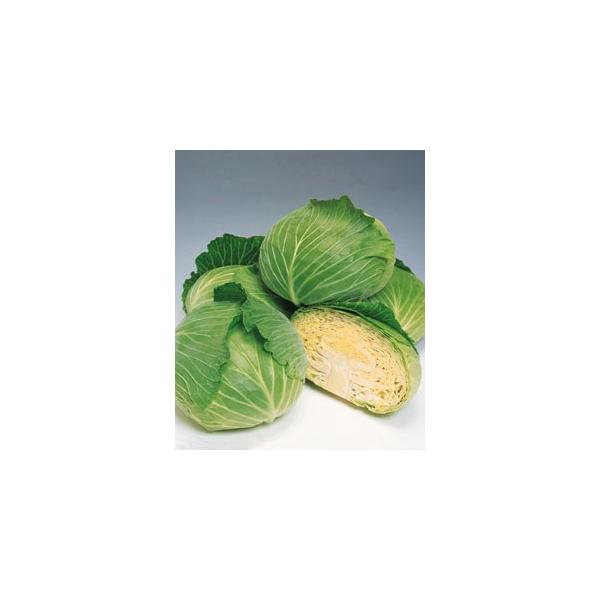 規格：128穴（125本保証）特性：低温期の適応性に優れる鮮緑の冬どり種！1. 萎黄病に抵抗性で、黒腐病にも耐病性をもつ冬どり中生種2. 外葉は強健で中立性。低温結球・肥大性にすぐれ、そろいがよい。3. 結球後の耐寒・耐裂球性にすぐれ、収穫...
