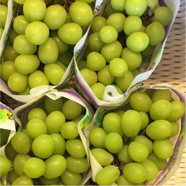 山梨の恵まれた自然環境で育まれた、極上のシャインマスカット。1kgの贅沢な房で、優雅なデザートや特別な日の食卓を彩ります。山梨の風土: 清らかな空気と豊かな太陽光が育む山梨の大地で、シャインマスカットは最高の品質を誇ります。甘さと香りのハー...